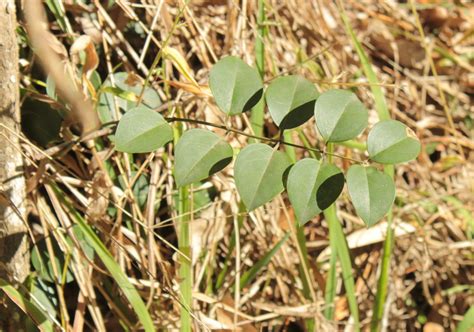 Jasminum Simplicifolium Australiense From Highfields Qld 4352
