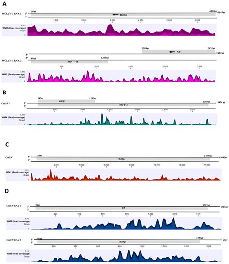 Read Coverage Maps Of The Virus Genomes Detected By Hts Of Small Rnas