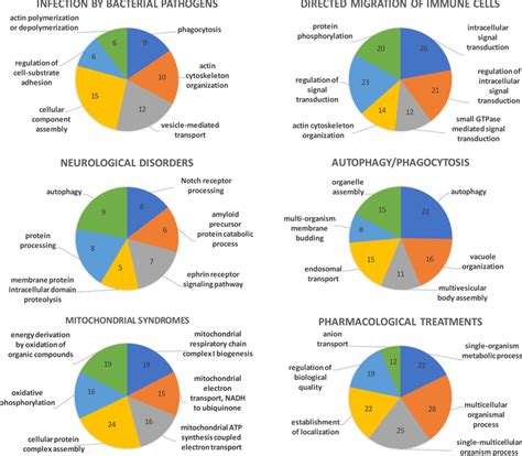 Biological Implications Of Dictyostelium Discoideum Proteins According Download Scientific
