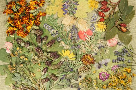 대체 의학 약초 스파 또는 허브 화장품에 사용하기 위한 건조 허브 주입 달인 또는 팅크의 준비 분말 연고 기름 또는 차 목욕용 0명에 대한 스톡 사진 및 기타 이미지