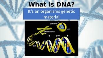 Genetic PowerPoint By Science And Biology Resources TPT