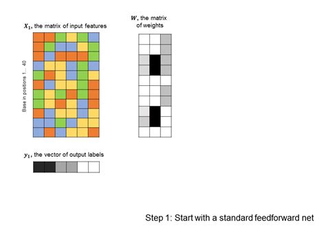 An Introduction To Deep Learning In Medicine And Biology Abubakar