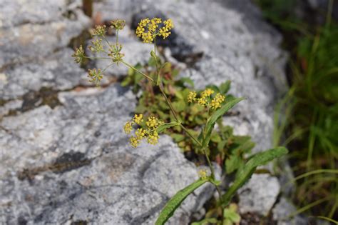 ホタルサイコ 山の花が好き