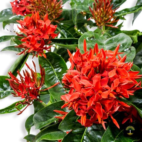 Ixora Coccinea Red