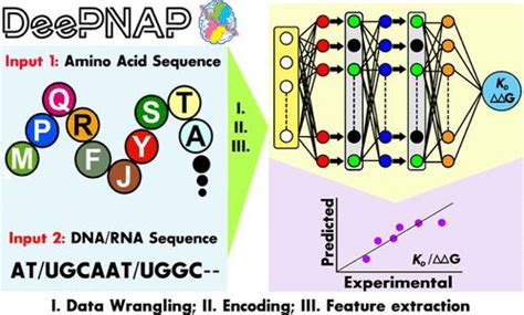 Deepnap A Deep Learning Method To Predict Proteinnucleic Acid Binding Affinity From Their