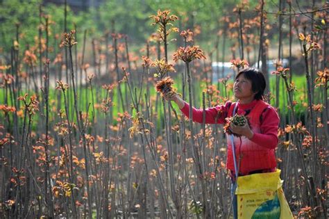 種這個，一斤能賣幾十元，想種植很簡單 每日頭條