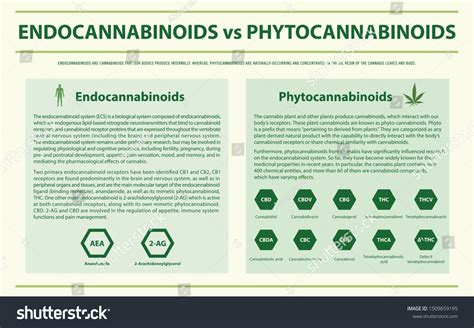 Endocannabinoids Vs Phytocannabinoids Horizontal Infographic