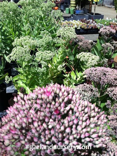 Sedum Class Act Sedum Perennials Plants