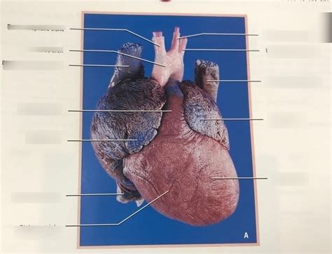 Heart Diagram Diagram Quizlet