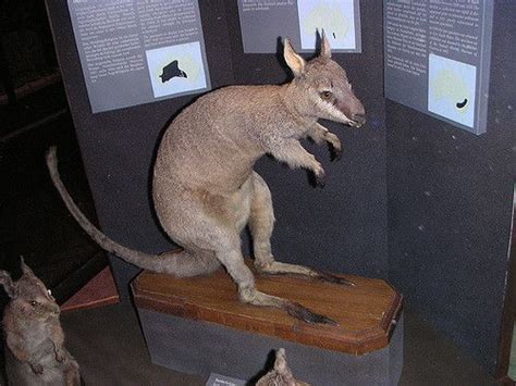 Toolache Wallaby Macropus Greyi Australia Animals Macropus