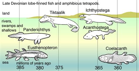 Tetrapoda Fossil Wiki Fandom Powered By Wikia