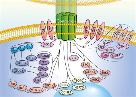 Gap Junction In Cardiac Muscle