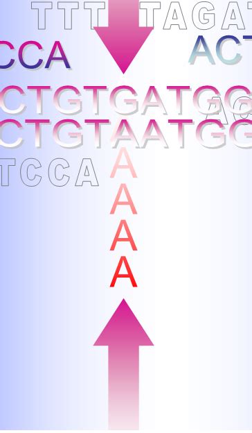 Lezioni Di Genetica Variant Calling La Fase Di Identificazione Delle