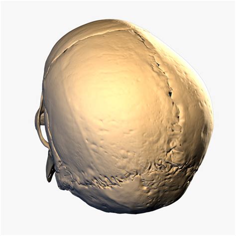 Obj Skull Modeled Highest