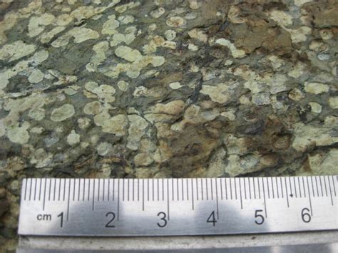 Red Algae Fossil Id The Fossil Forum