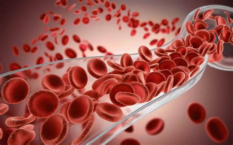 When Blood Flow Slows Down How Impaired Circulation Impacts Your