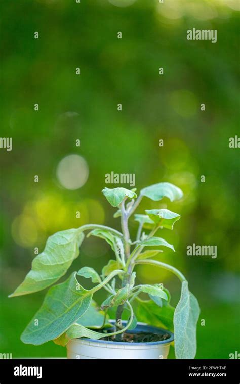 Eggplant Seedling In A Green Garden Growing Organic Vegetables