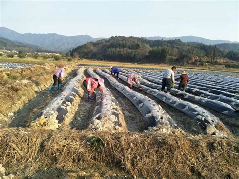 防疫生产两手抓，春耕复产启新程澎湃号·政务澎湃新闻 The Paper
