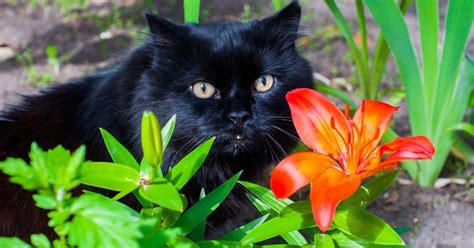 Beware Of Lily Poisoning—one Bite Could Kill Your Cat Cole And Marmalade