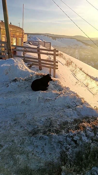 Горд Сим Snow ГородСим смотроваяплощадка Мой телеграм T Me Xoafe 7rhqzhywri Youtube