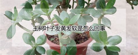 玉树叶子发黄发软是怎么回事 发财农业网