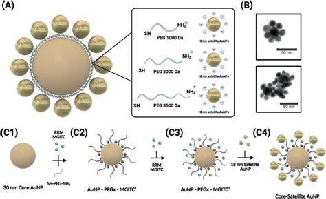 Schematic Illustration Of The Synthesis Of The Core Satellite Aunps Download Scientific