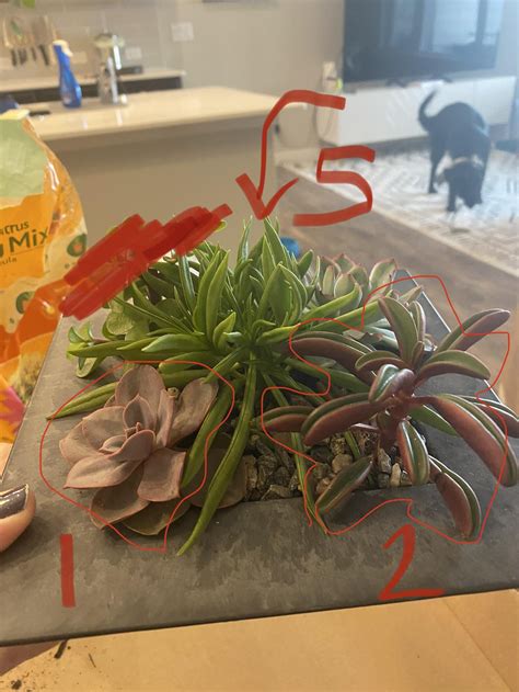 I Would Like Help Identifying These Succulents To Determine If They Are