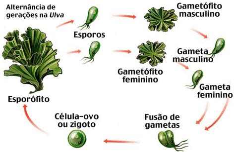 Ciclo Reprodutivo Das Briófitas Caracterize O Musgo Dê Exemplos