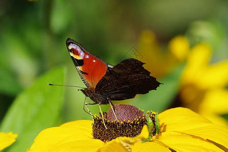 蜜蜂旱金莲眼睛昆虫花瓣绿色红色宏观高清图片下载 正版图片320409350 摄图网