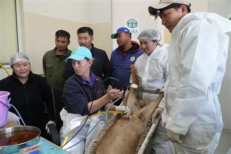 Хангай Орхон үүлдрийн хонинд дурангийн мэс ажилбараар зохиомол хээлтүүлэг хийжээ