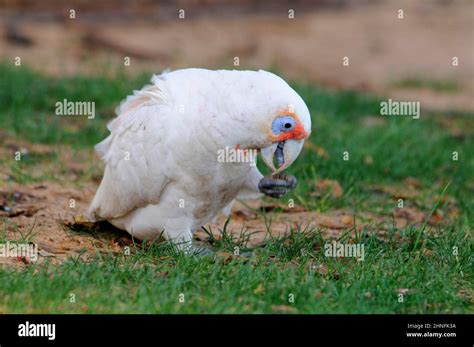 Long Billed Corella Cacatua Tenuirostris Perth Australia Stock