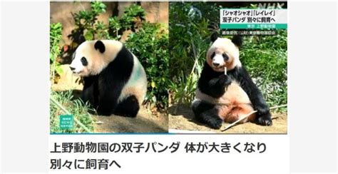 为防止嬉闹时受伤 旅日双胞胎大熊猫将分开生活 腾讯新闻