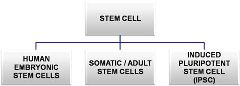 Download Stem Cell Classification Of Stem Cells Based On Source