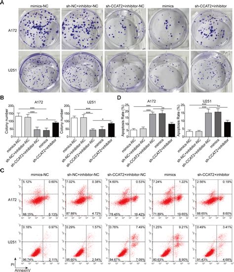 Knockdown Of Lncrna Ccat2 Inhibits The Proliferation Of Glioma Cells By