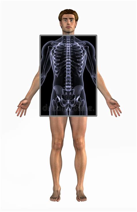 Posición Anatómica Cuerpo Entero De La Radiografía Stock De