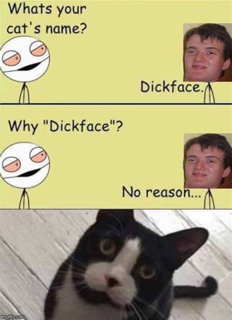 Dick Face Kitty Imgflip