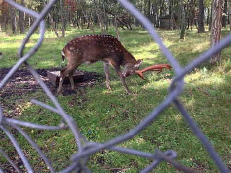 Yashka By Braxievs On Deviantart