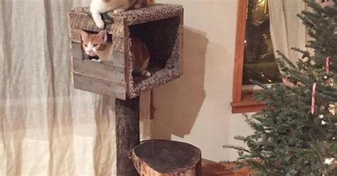 Custom Tree House Imgur