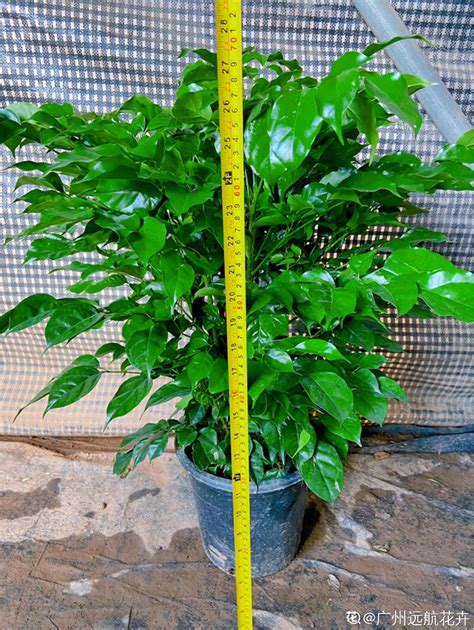 植物绿宝树 绿宝植物 第10页 大山谷图库
