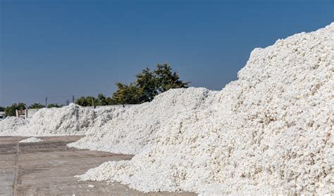 AlgodÓn Características Propiedades Producción Y Usos