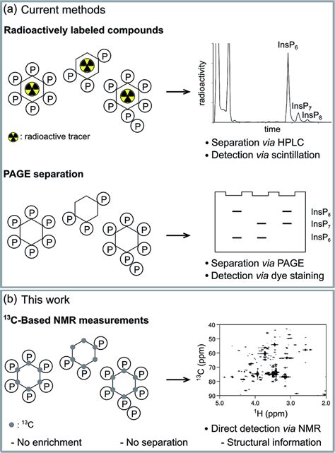 Methods For The Analysis Of Inositol Polyphosphates A Radioactively Download Scientific