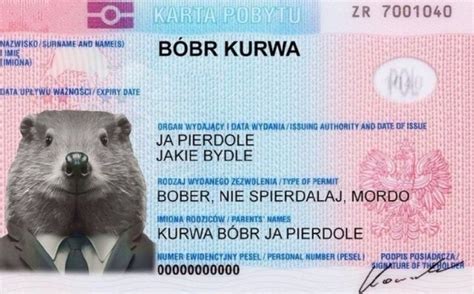 Бобр курва Пикабу