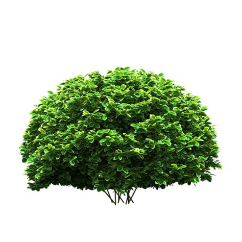 14593PNG免抠手绘植物 动物 绿植 树叶 花素材 免扣图片png素材大树灌木 png吧 百度贴吧