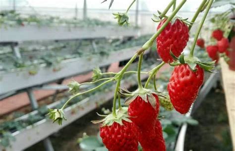 石家庄科环种植设备有限公司 提供长期加工生产高架草莓种植槽草莓栽培槽草