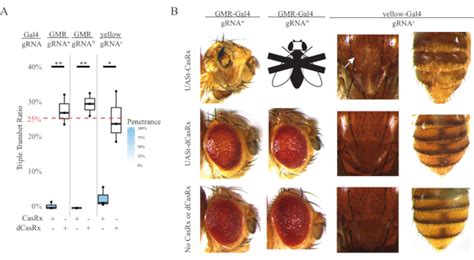 Ubiquitous And Tissue Specific Rna Targeting In Drosophila Melanogaster