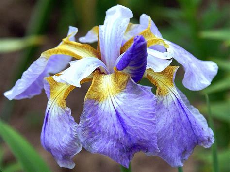 Ирис сибирский (Iris Sibirica)