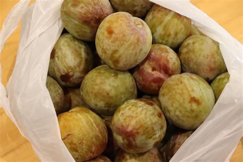 プラムの収穫が最盛期を迎えています 上野村