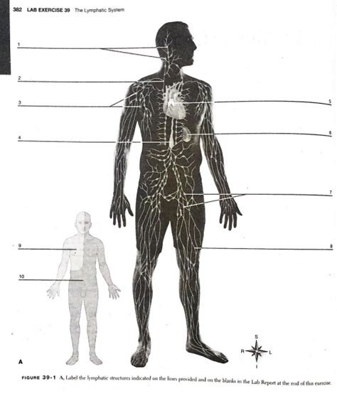 LAB EXERCISE The Lymphatic System LYMPHATIC STRUCTURE Course Hero