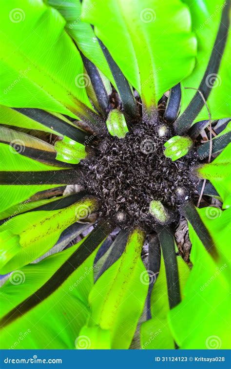 Asplenium Nidus Leaf Stock Image Image Of Asplenium 31124123