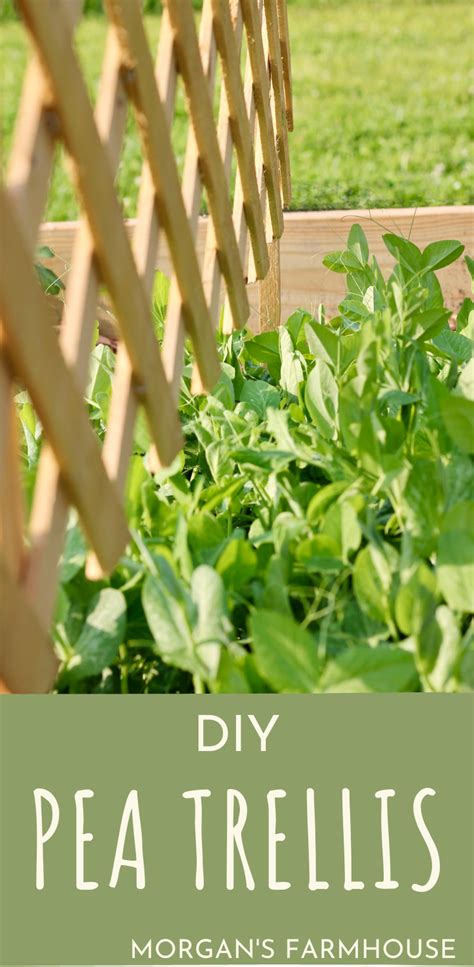 DIY Pea Trellis Morgan S Farmhouse
